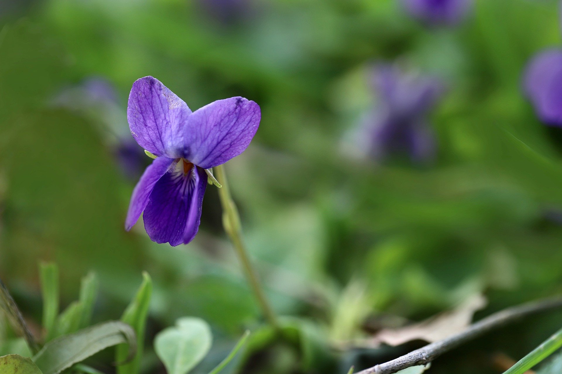 Soy violeta, un texto de Isabel Diez